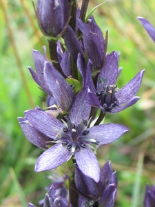 Wildflowers of the Southern Rocky Mountains - Blue/Purple Long Clusters