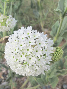 Wildflowers of the Southern Rocky Mountains - White/Cream Round Clusters
